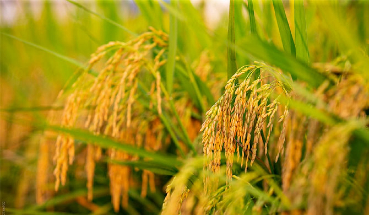 Crop Care Innovation